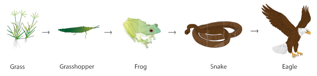 Ways to teach food chains and food webs to students at the elementary ...