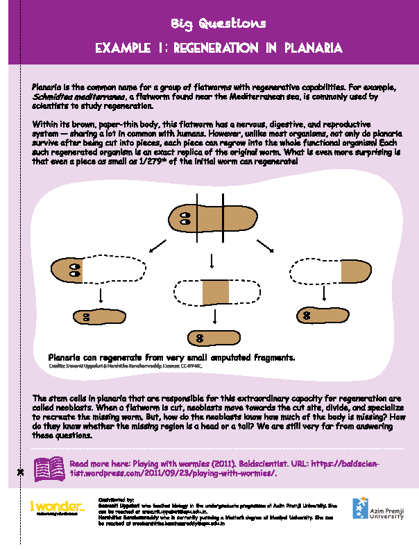 Science Education: Why do some organisms regenerate, while others don’t ...